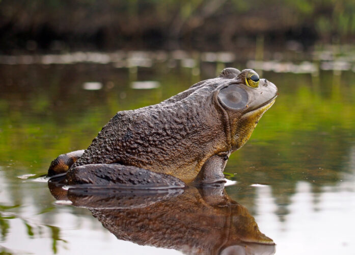 How To Raise Bullfrogs For Profit – Mother Earth News